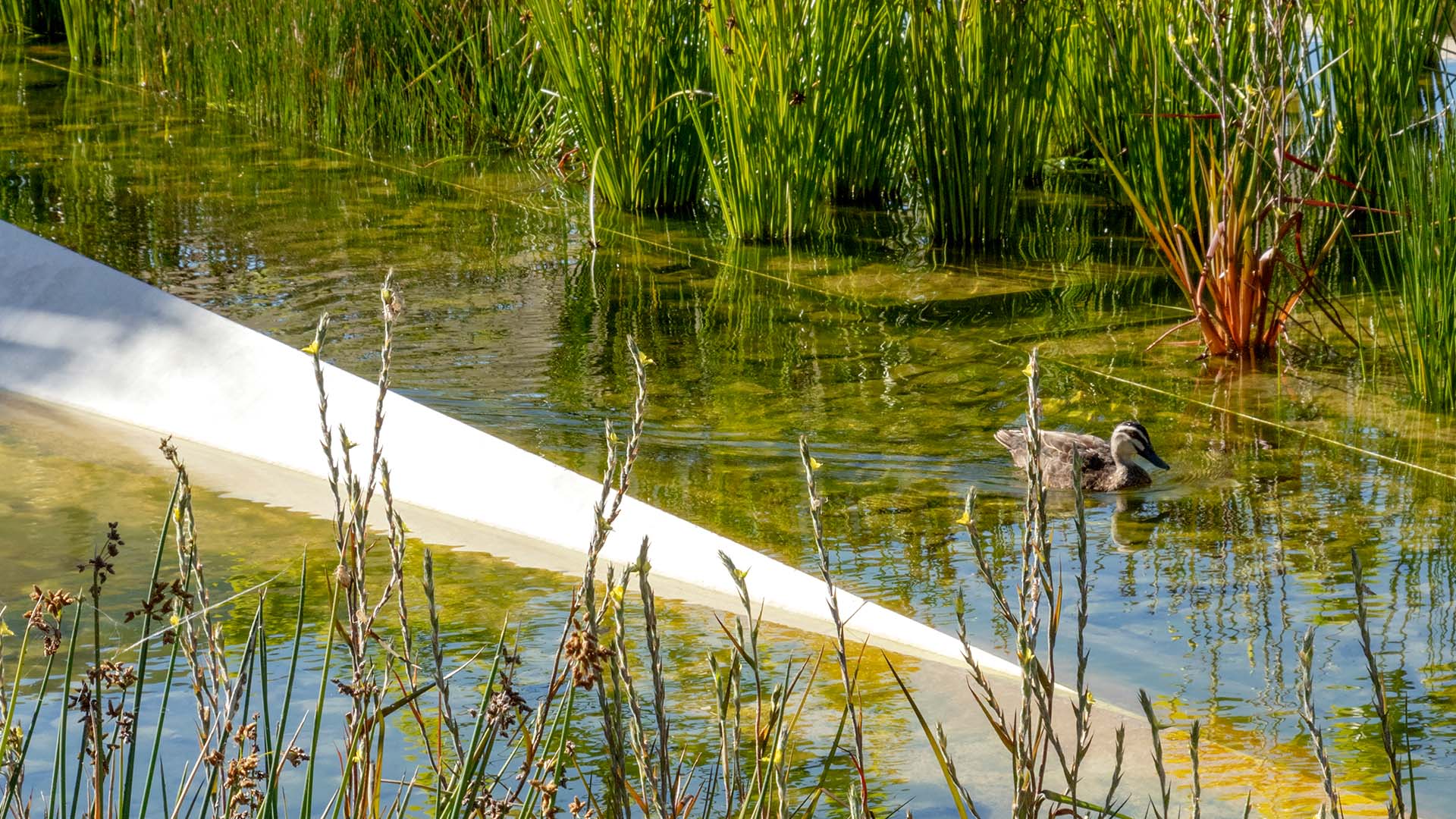 THE DRYING GREEN AT SYDNEY’S GREEN SQUARE – THE WORLD’S FIRST ...